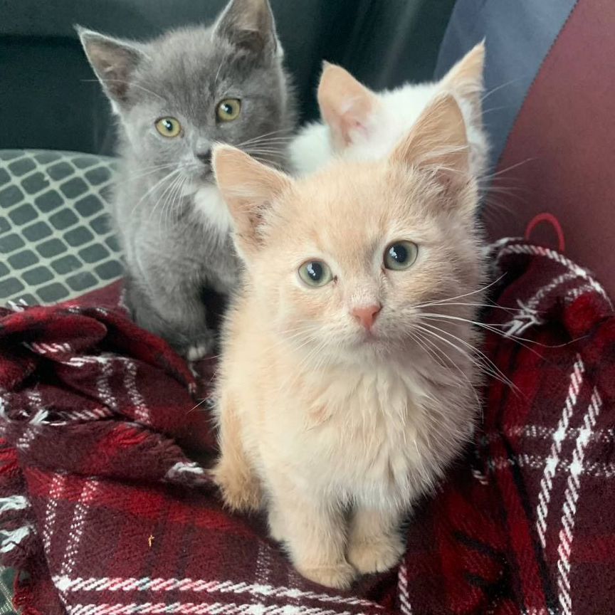 Котенок