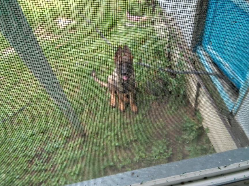 Немецкая овчарка