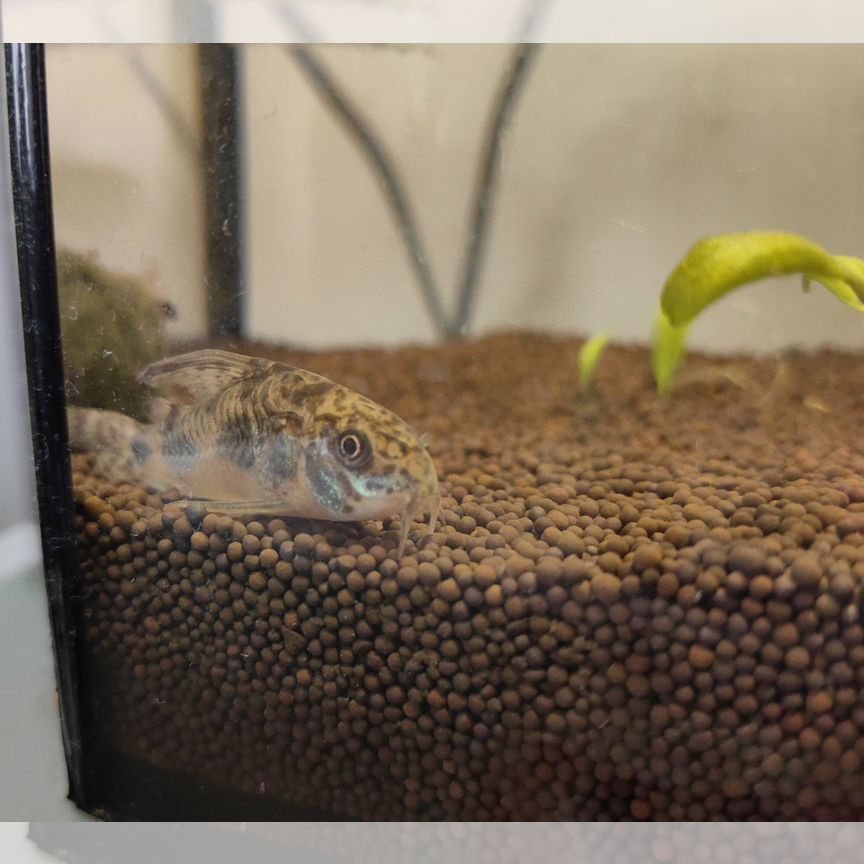 Сомик коридорас крапчатый