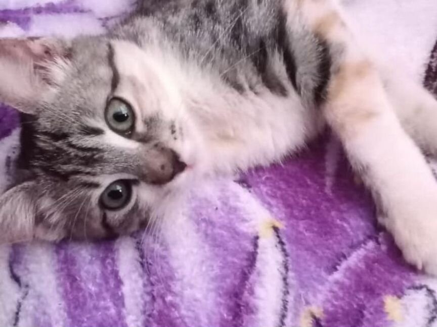 Кошечка 3 месяца
