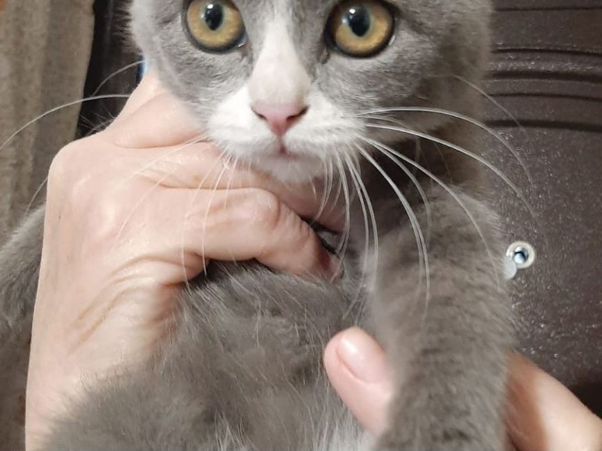 Кошечка в дар