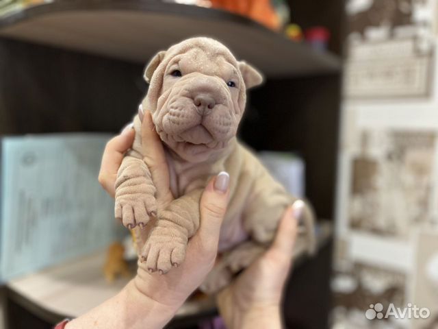 Изабелловые дельюты малыши Шар-Пея