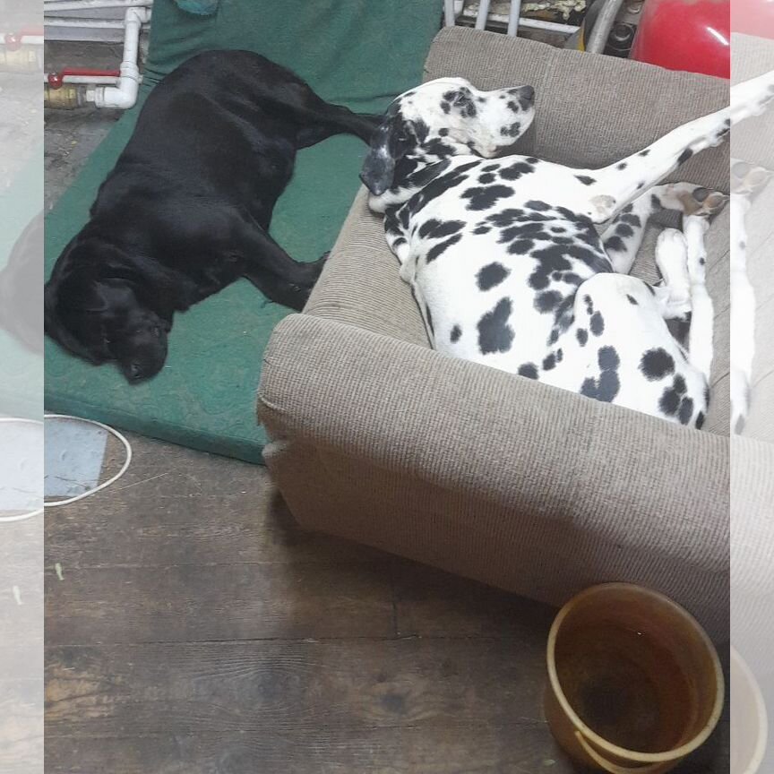 Отдам долматинца в добрые руки