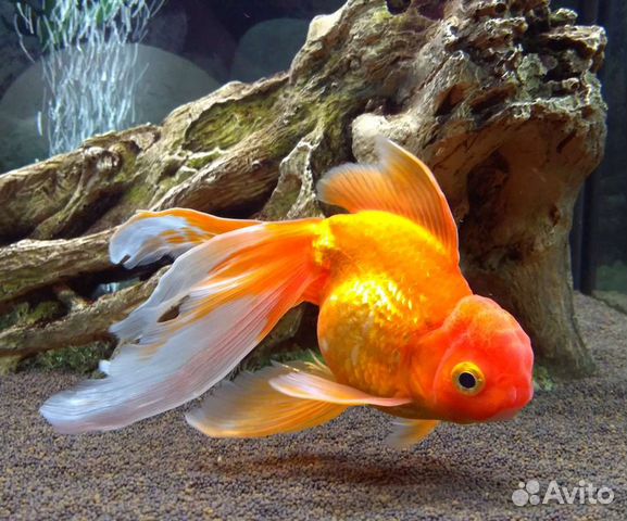 Золотая рыбка оранда