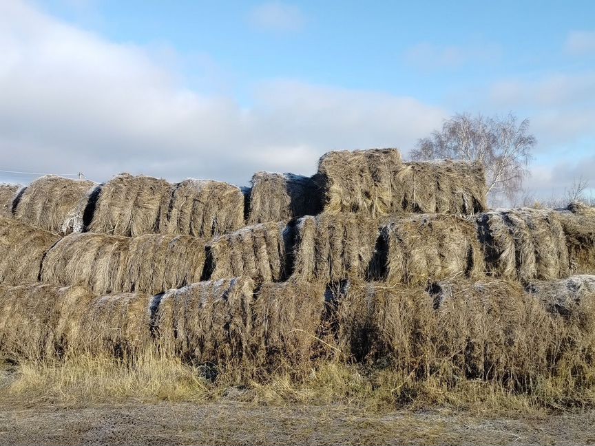 Сено в рулонах
