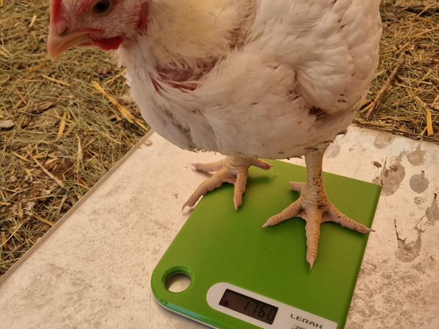 Месячные бройлеры