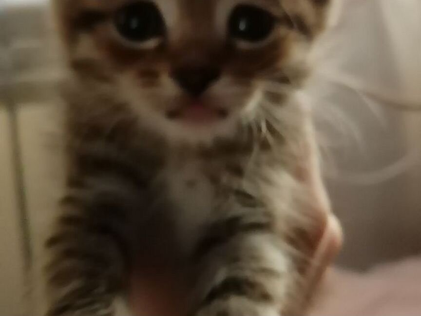 Котята