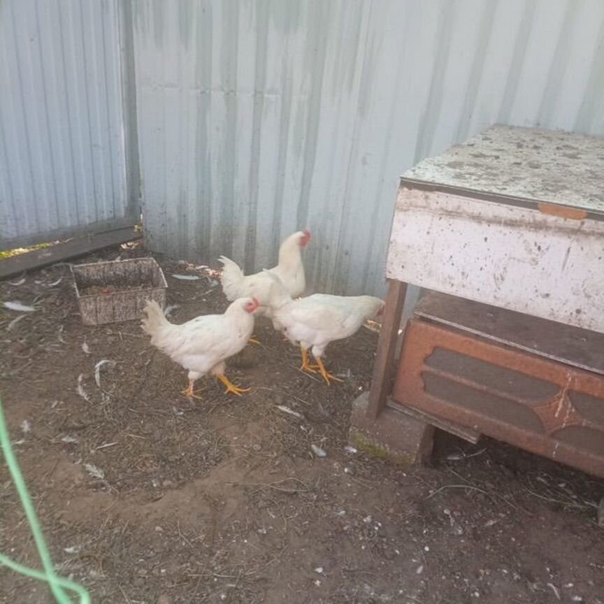 Петухи брама и московская черная