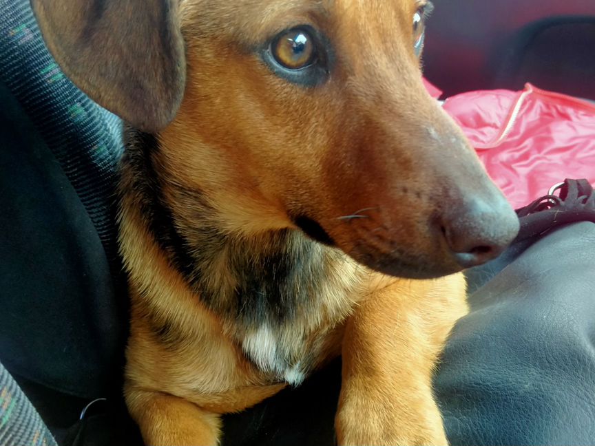 Метис таксы