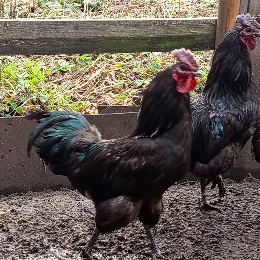 Петухи породы Ухейилюй