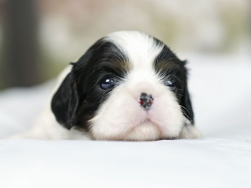 Кавалер кинг чарльз триколор