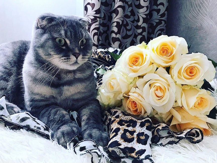 Отдам кота в добрые руки