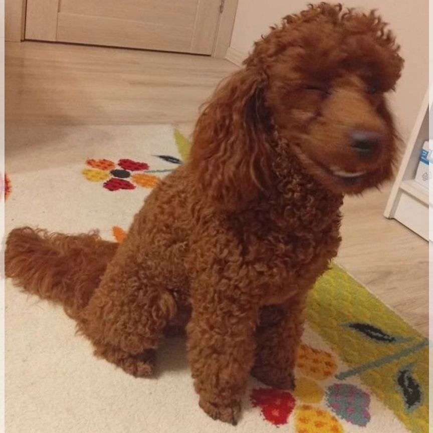 Карликовый пудель, вязка