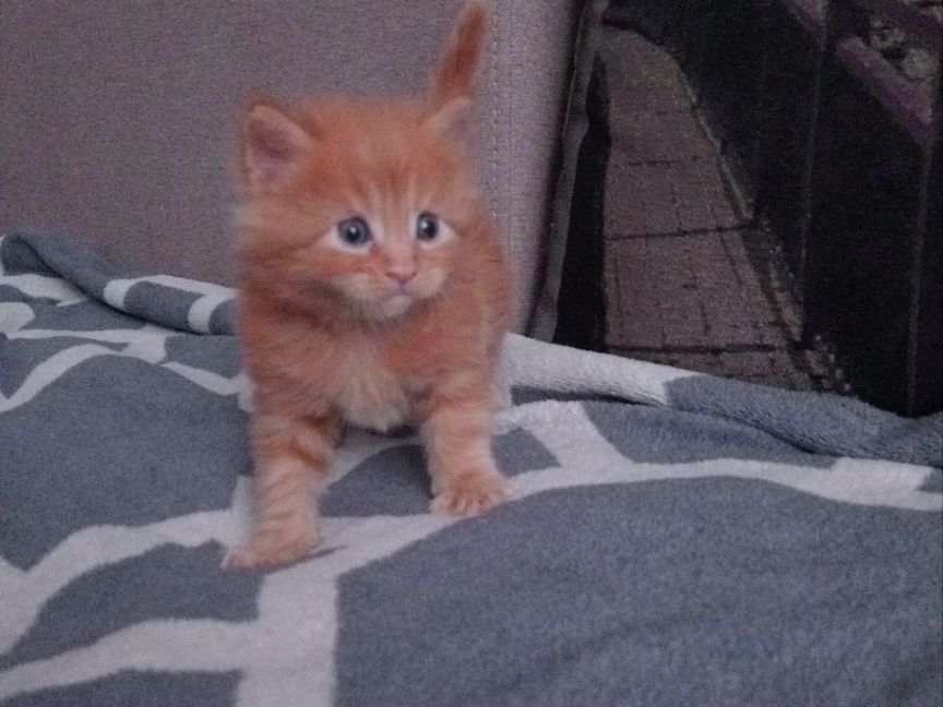 Котята Мейн-кун