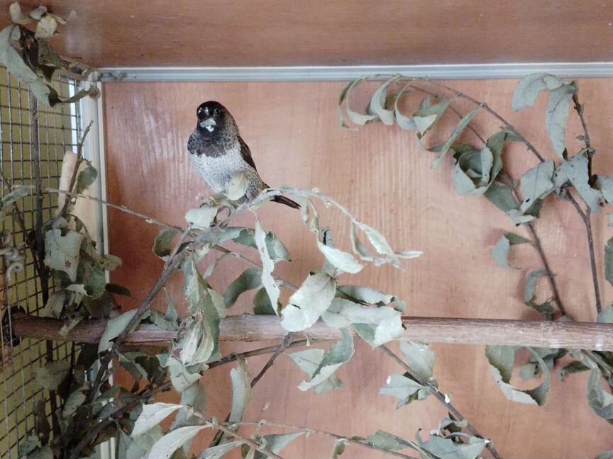 Японские амадины