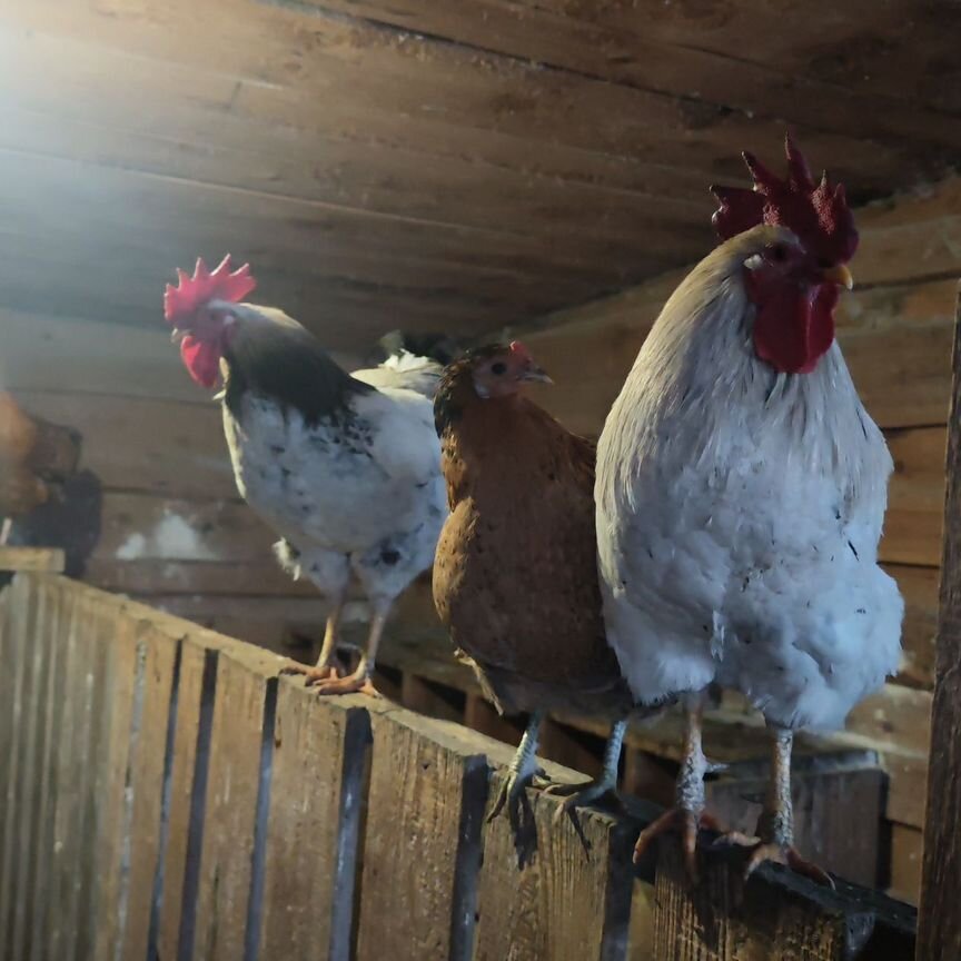 Продам петуха