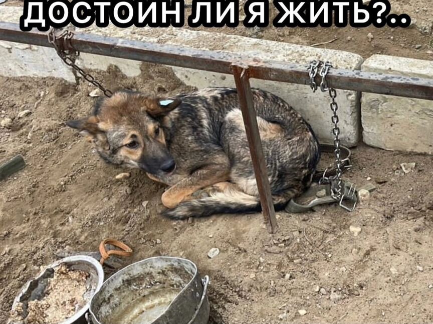Собака в добрые руки отдам бесплатно