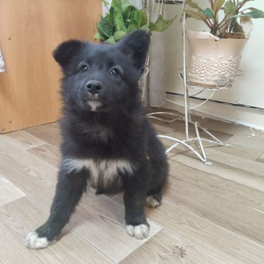 Отдам в добрые руки