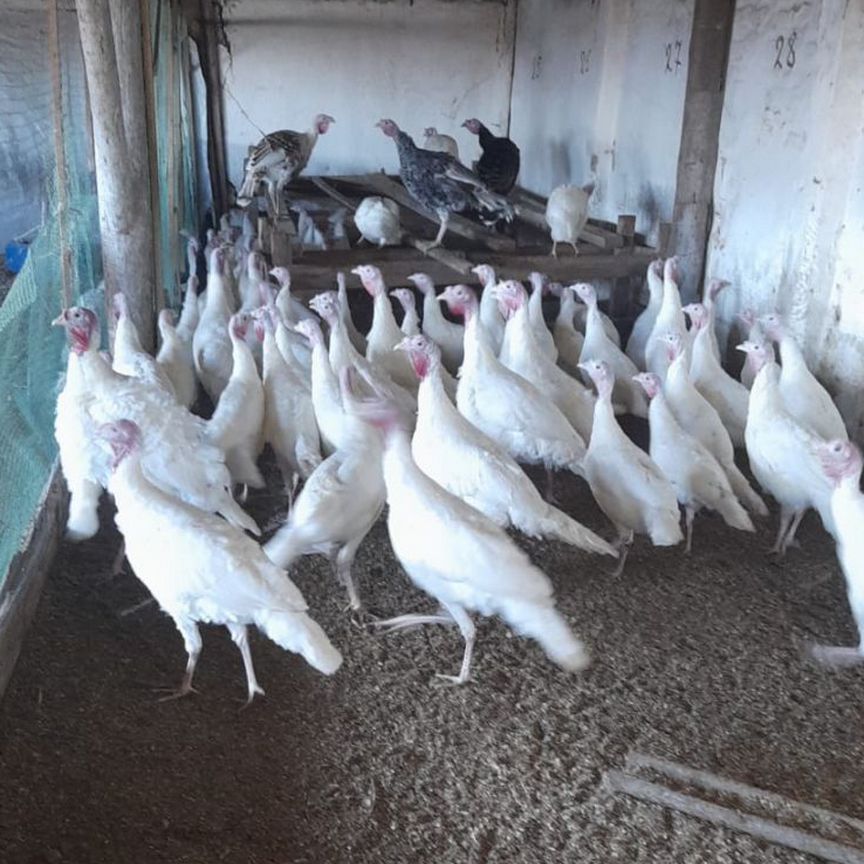 Индюки домашние(степные)