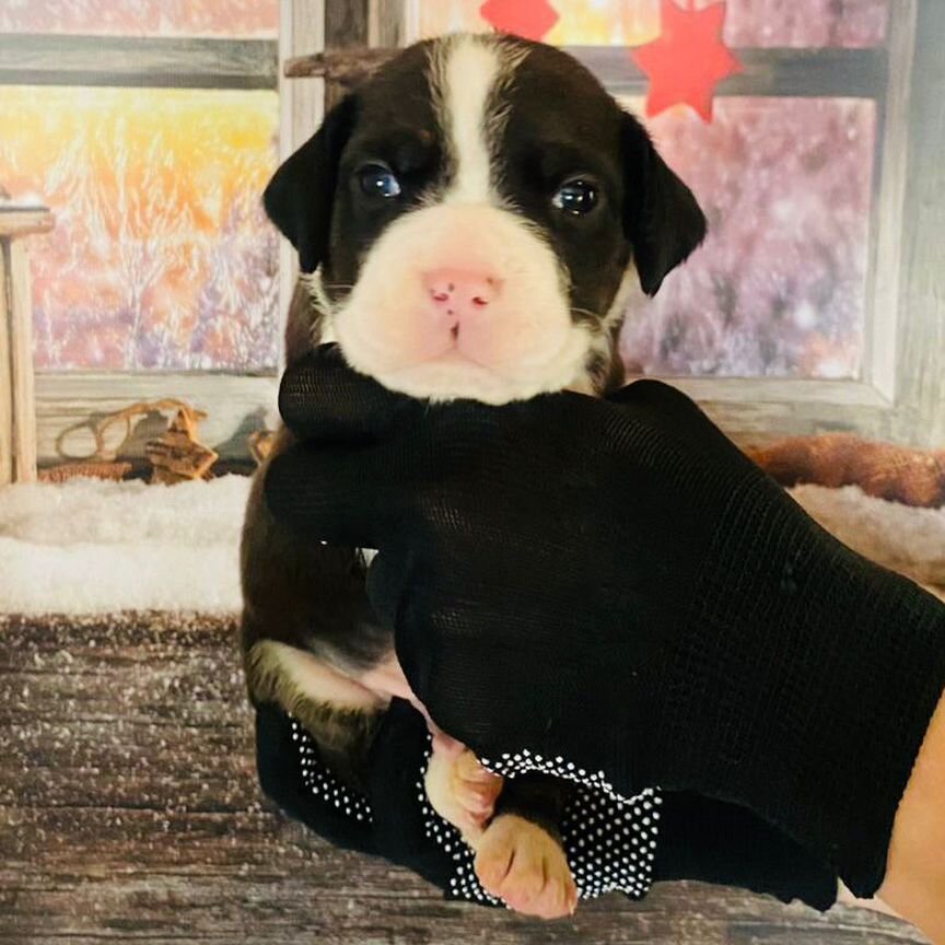 Американский булли