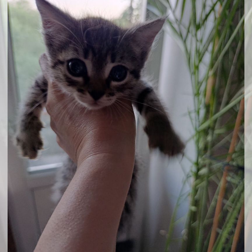 Отдам в добрые руки котят