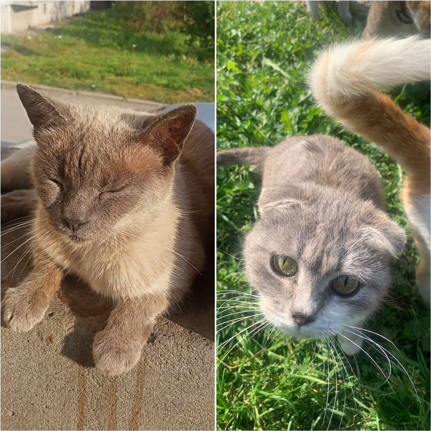 Сиамская и шотландская кошечки постоянно голодают