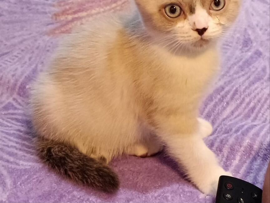 Котёнок скоттиш фолд
