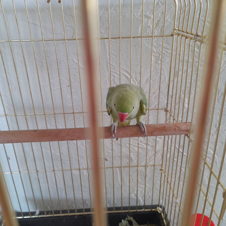 Ожереловый попугай