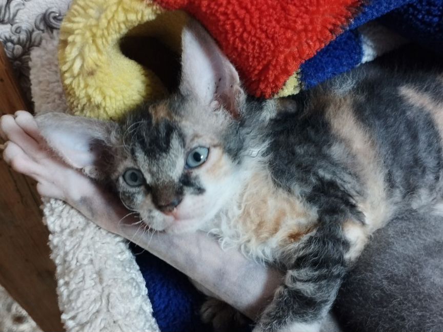 Кошка канадский сфинкс