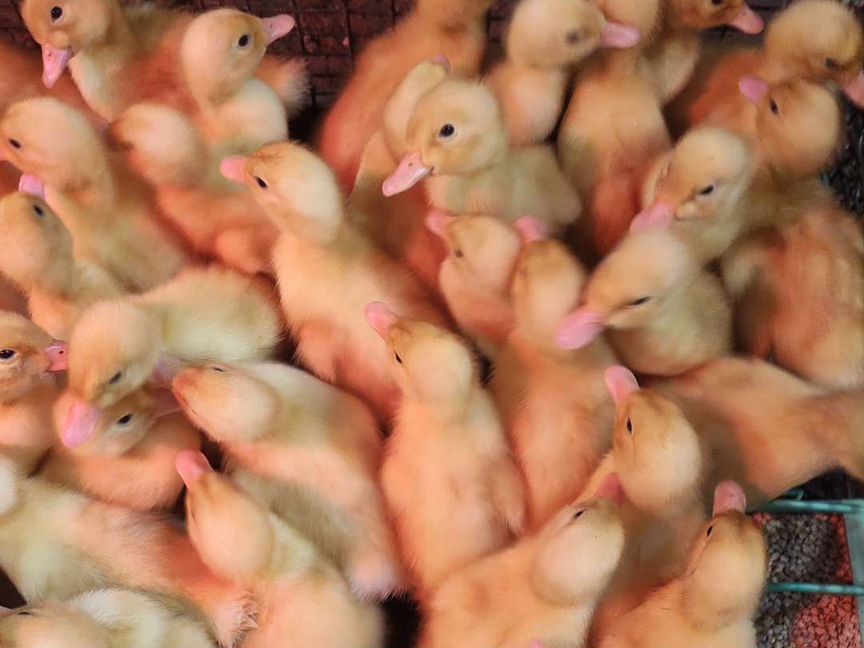 Бройлерные утята