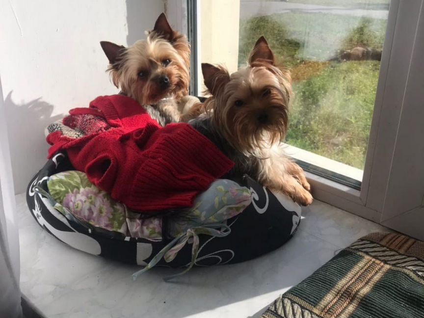 Йорики малыши в хорошие руки