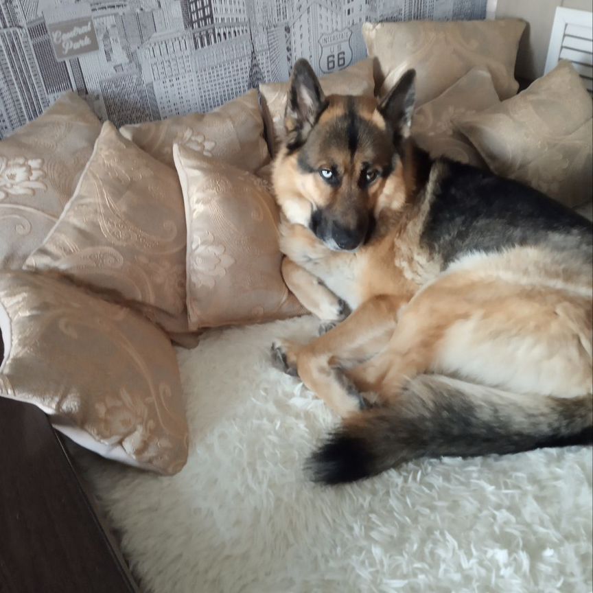 Немецкая овчарка вязка кобель