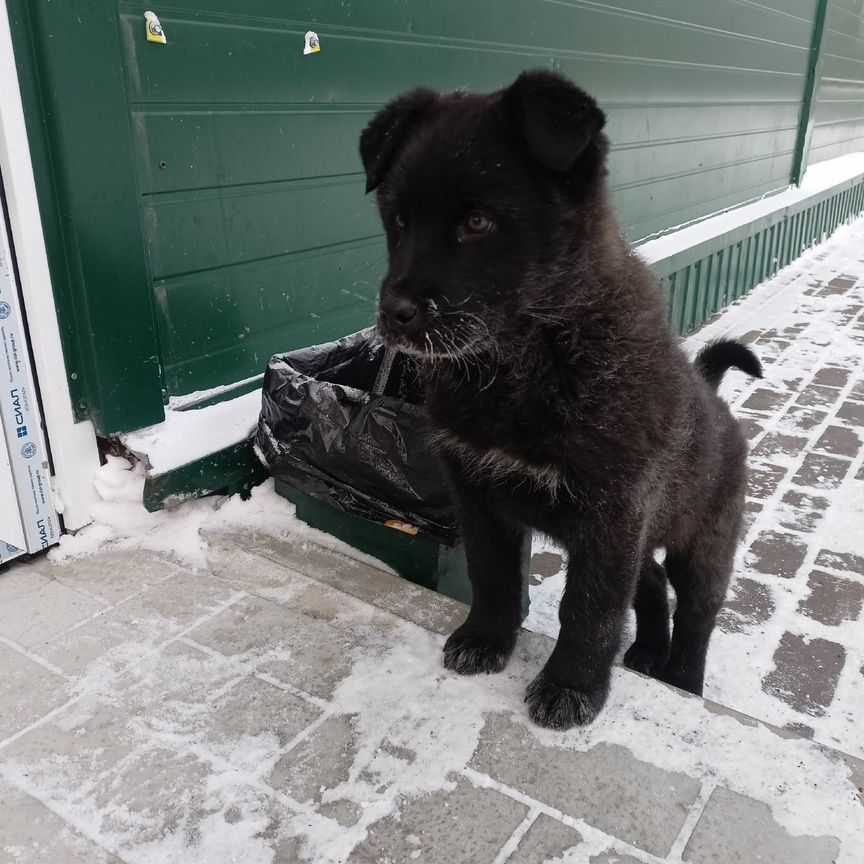 Щенок в добрые руки