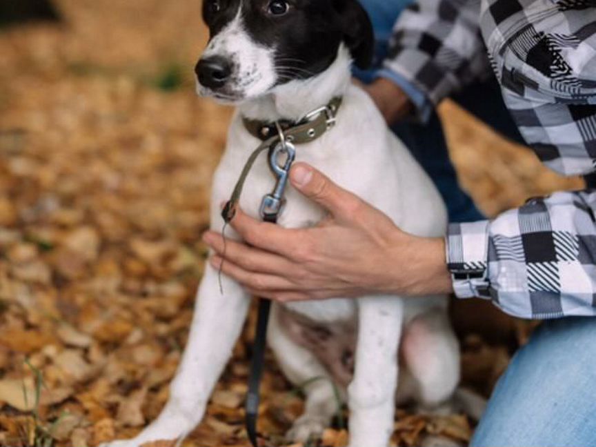 Ричи ищет дом