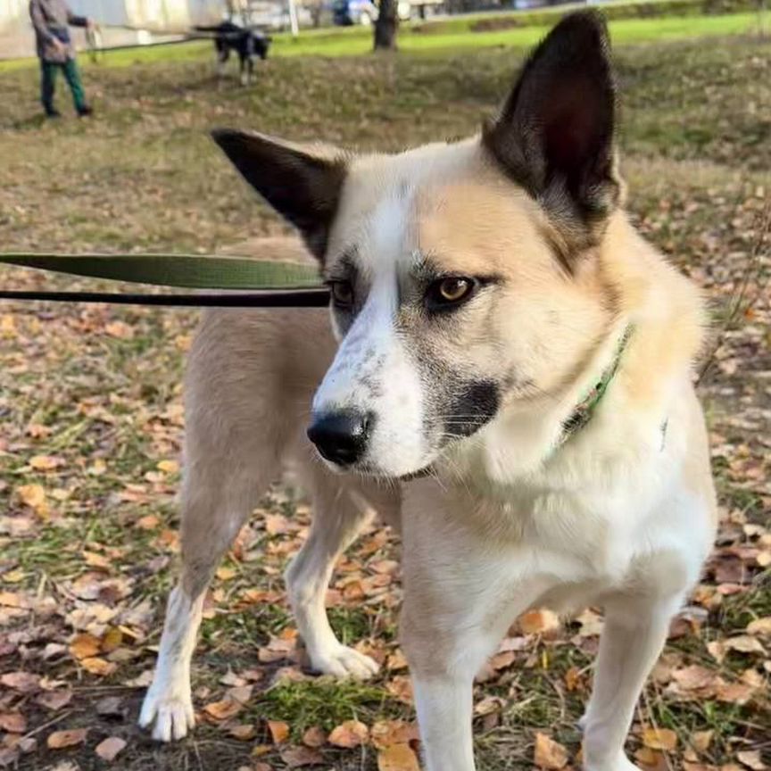 Собака Брошка из приюта ищет дом