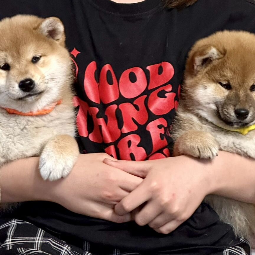 Детки сиба ину