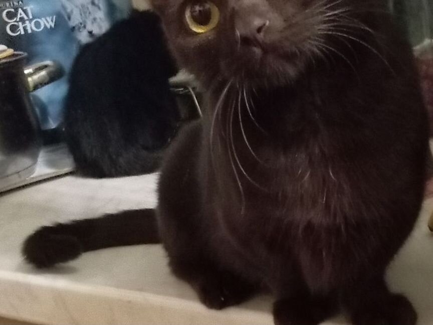 Котята Манчкин