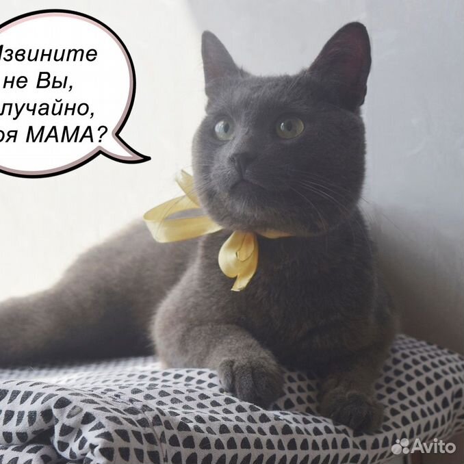 Пожалуйста, помогите коту