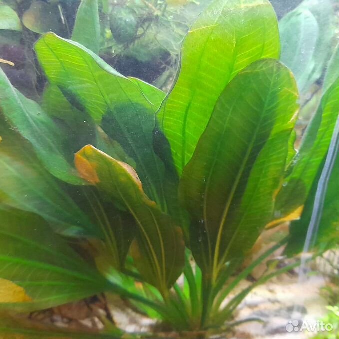 Эхинодорус медведь большой