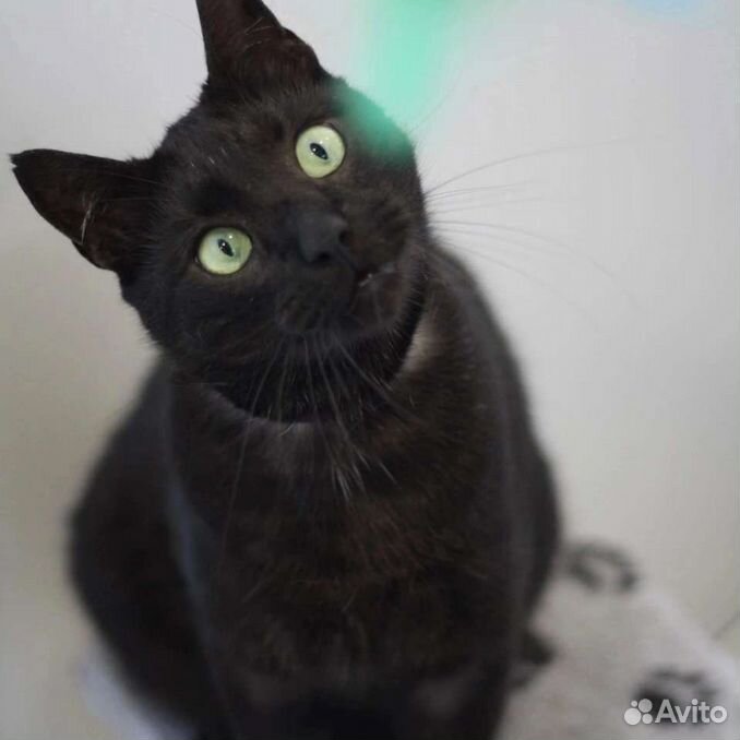 Хороший котик ищет дом
