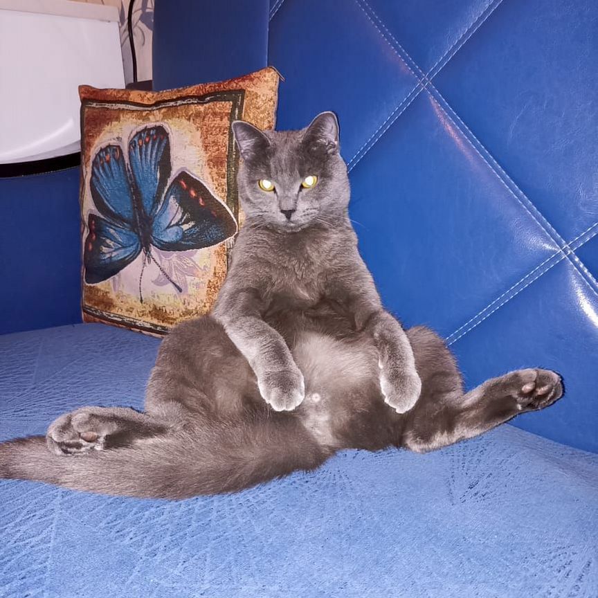 Отдам в добрые руки котика