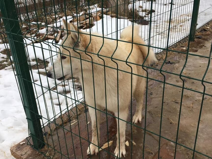 Западно-сибирская лайка (зсл)