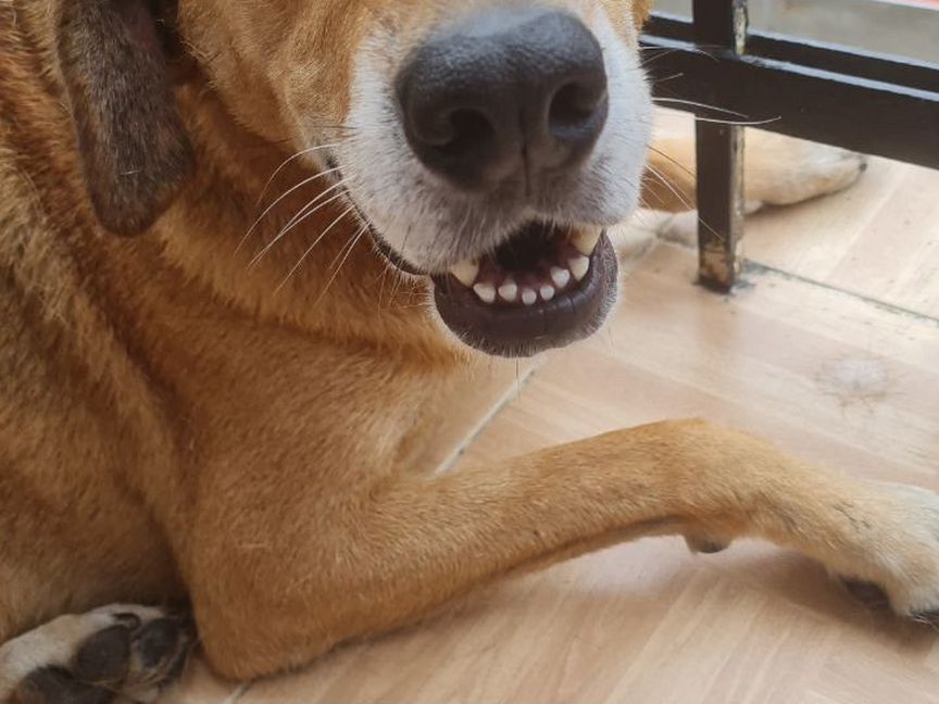 Собака в добрые руки