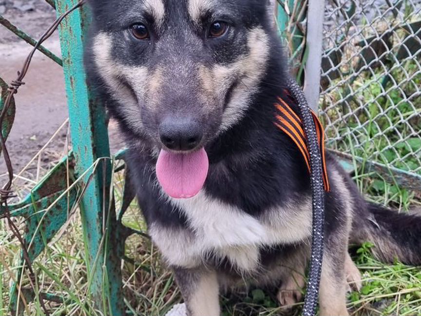 Собака в добрые руки