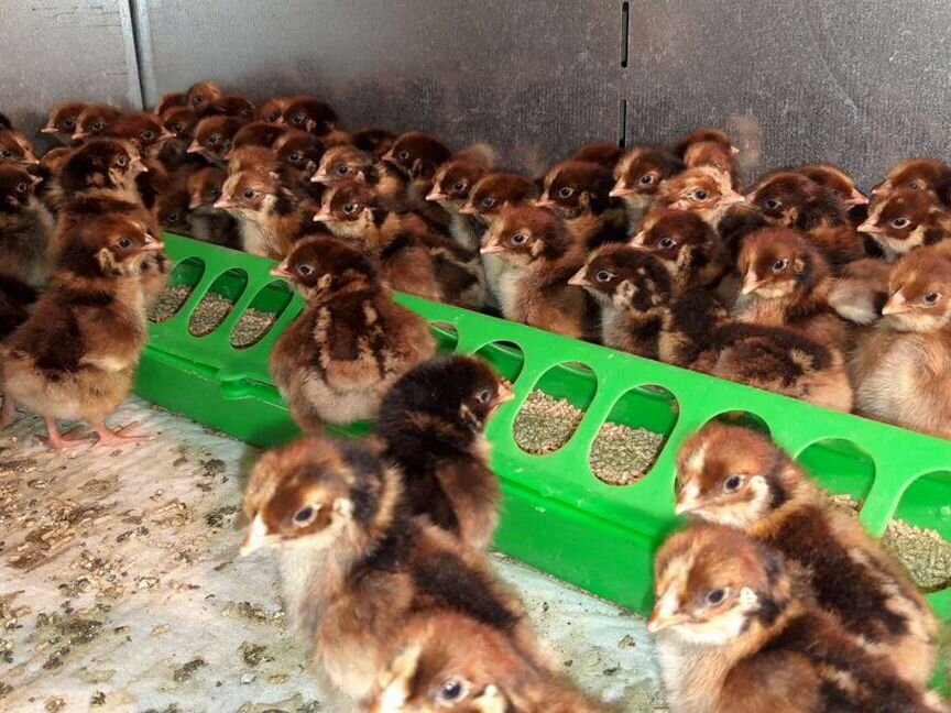 Цыплята Барневельдера