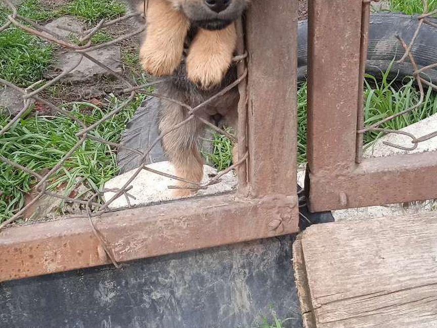 Собака в добрые руки отдам бесплатно