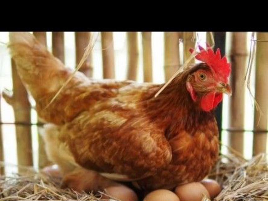 Яйцо карликовых кур, инкубационное