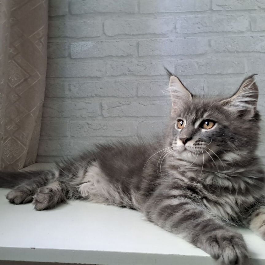 Котик мейн-кун 3мес
