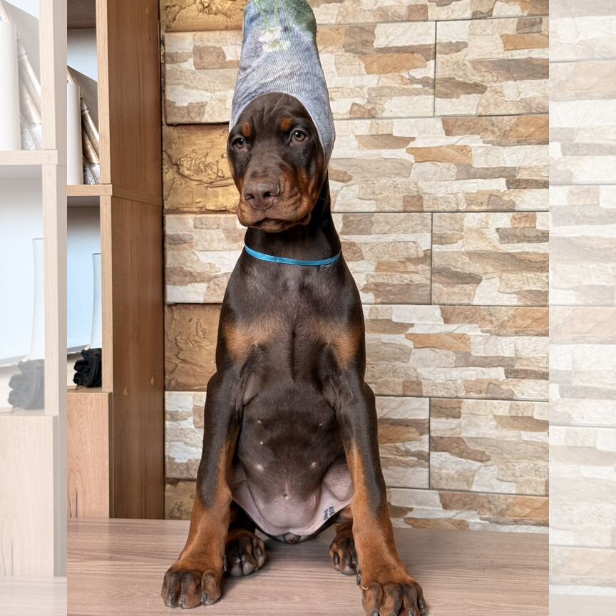 Доберман, щенок