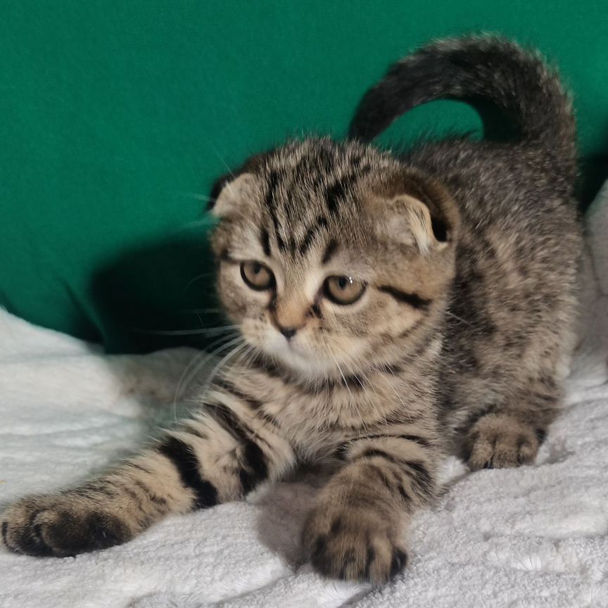 Шотландская вислоухая